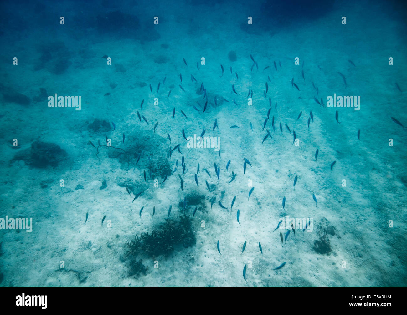 Andaman island scuba dive hi-res stock photography and images - Alamy