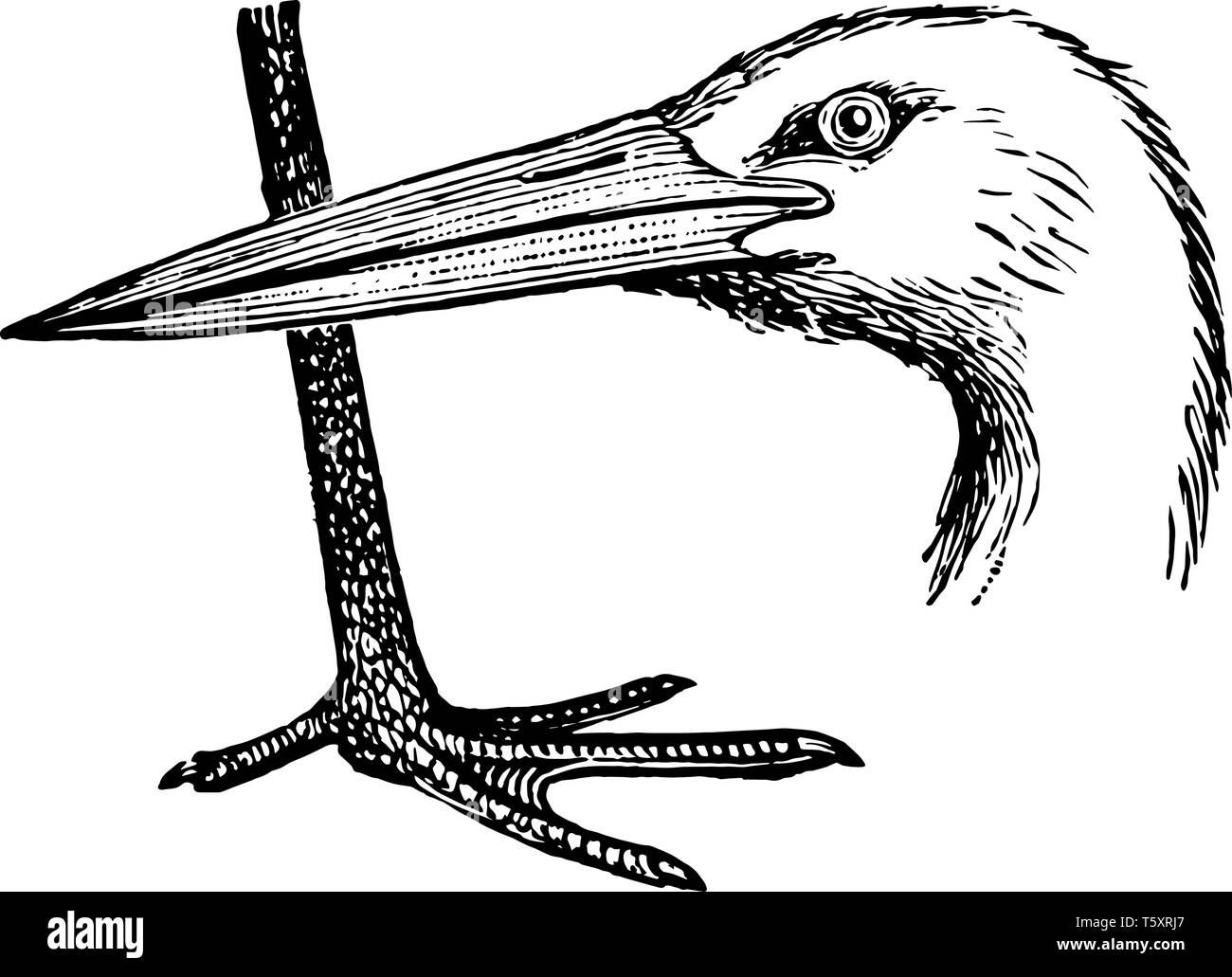 Stork Head and Leg where it is a bird in the Ciconiidae family of ...