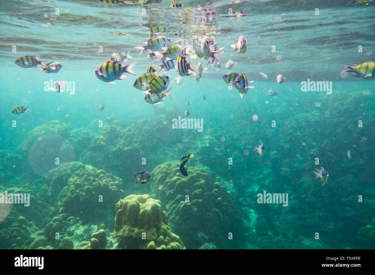 Fish crowd hi-res stock photography and images - Alamy