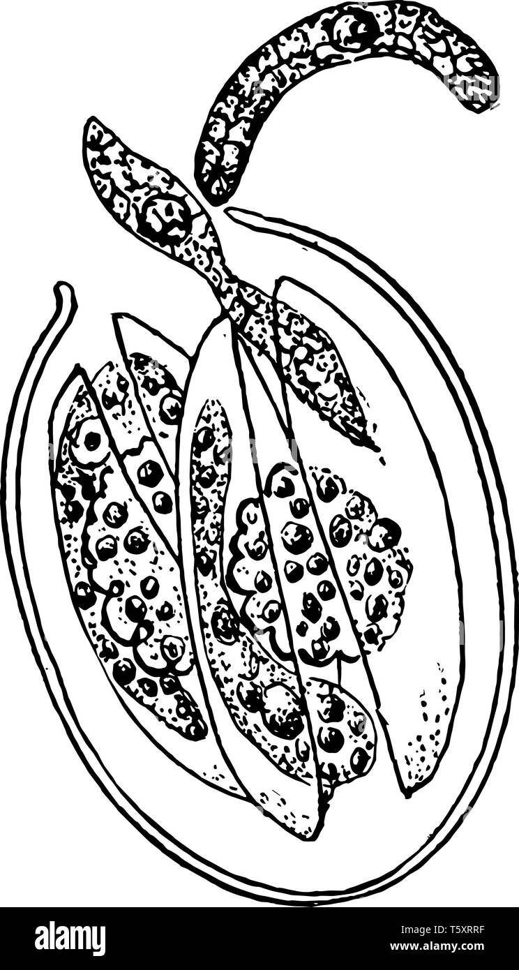 An illustration of the liberation of Cyclospora Cayetanensis spores ...