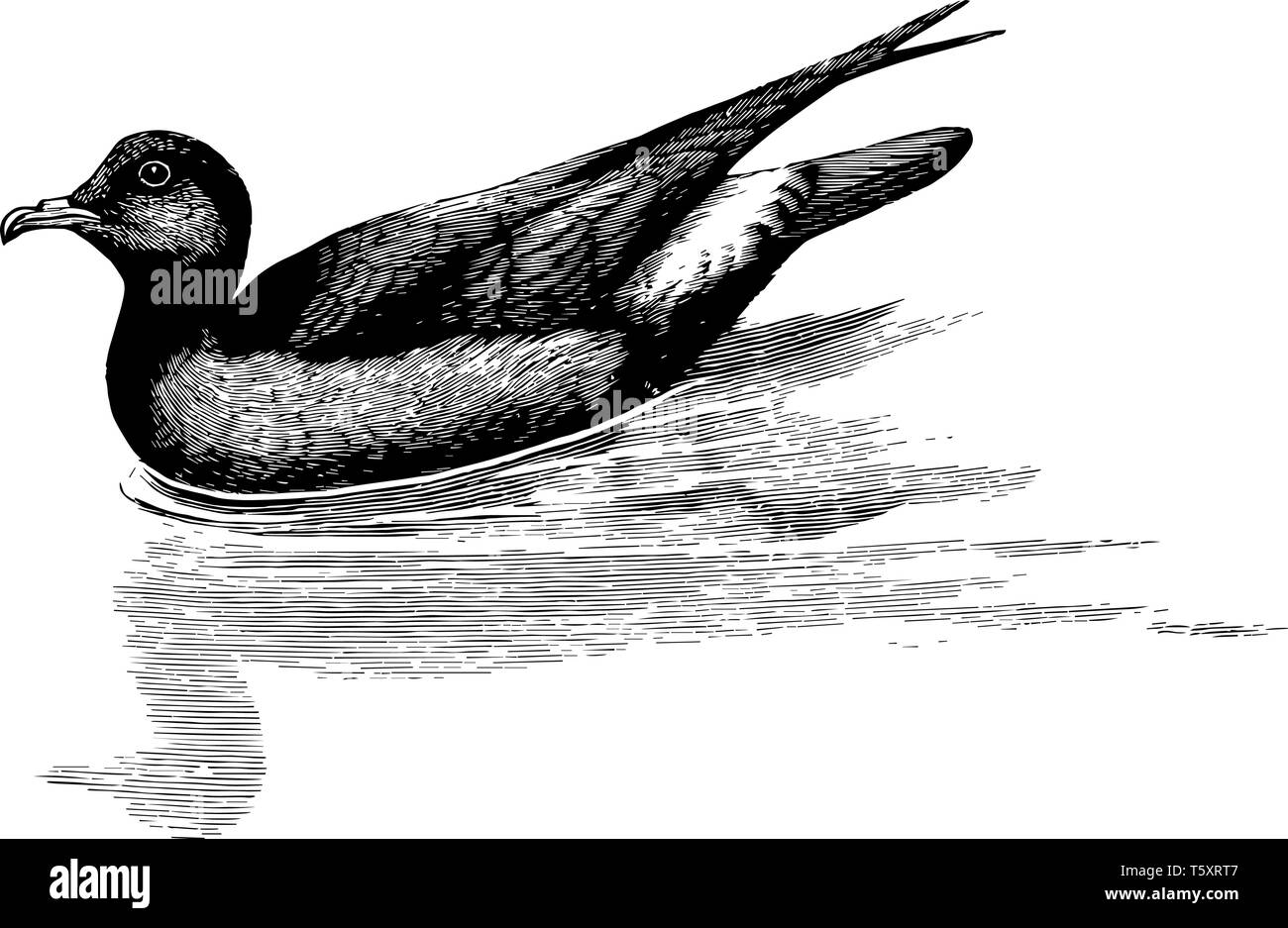 This illustration represents Storm Petrel Swimming with Reflection ...