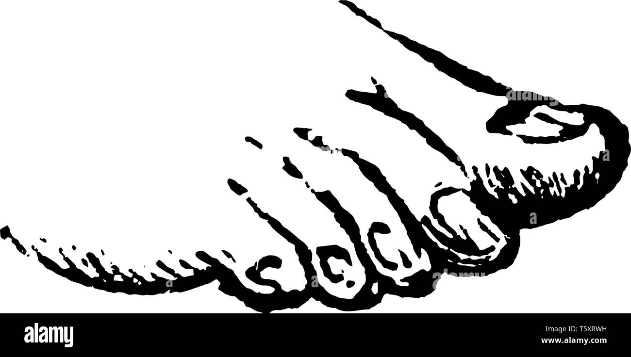 This illustration represents Toes, vintage line drawing or engraving ...