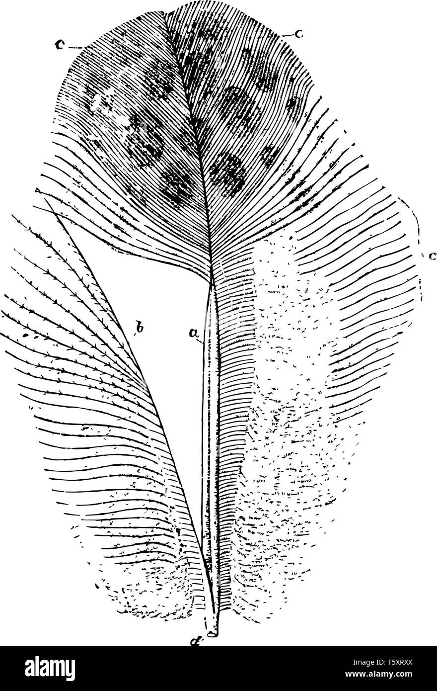 Argus image Stock Vector Images - Alamy