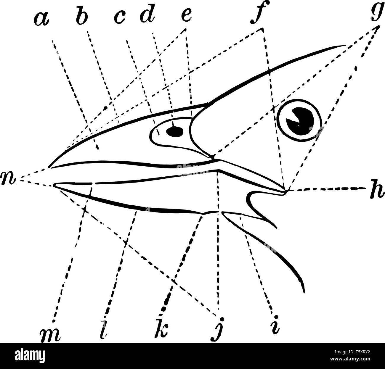 This image represents the Parts of a Bird Bill, vintage line drawing or ...