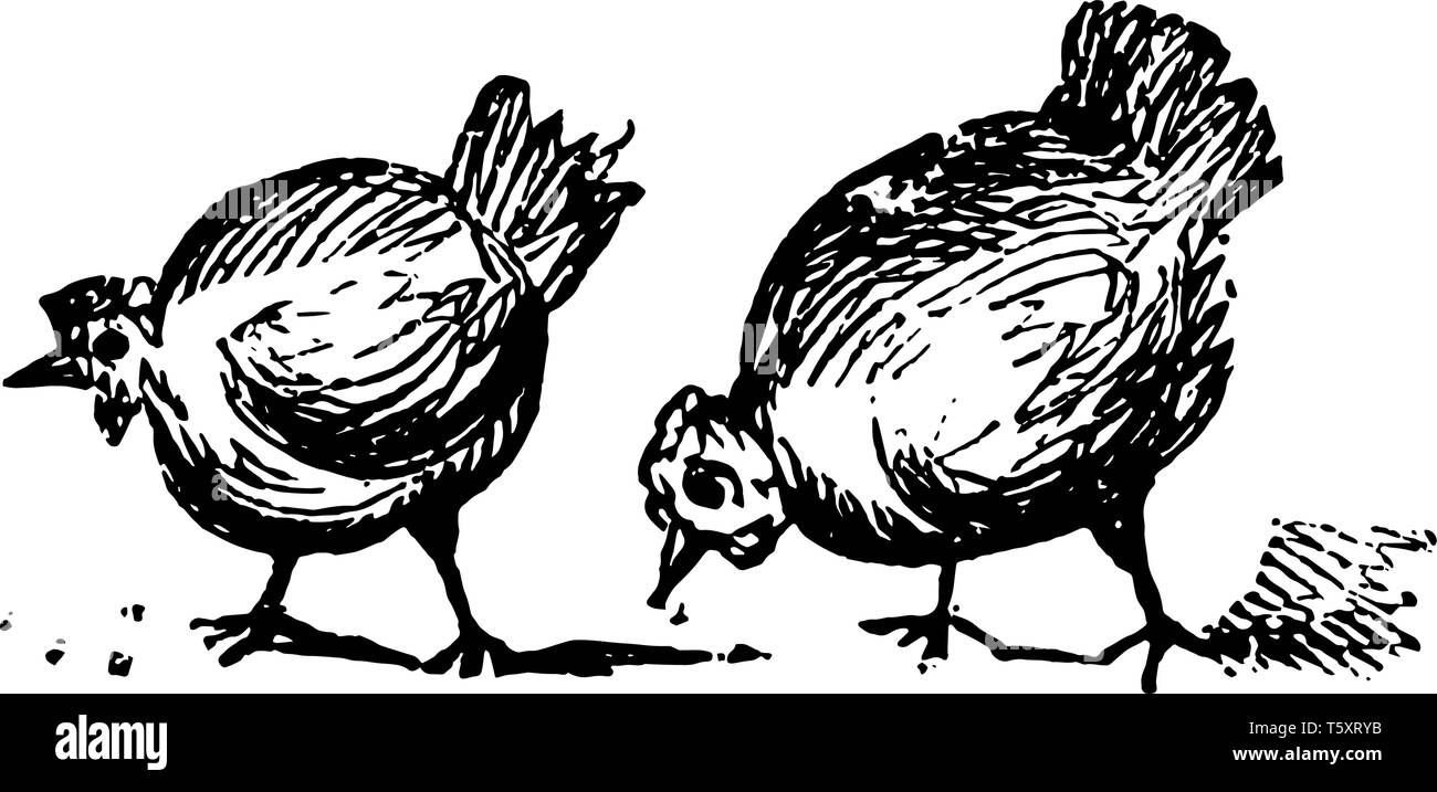 Chickens Stock Vector Images - Alamy