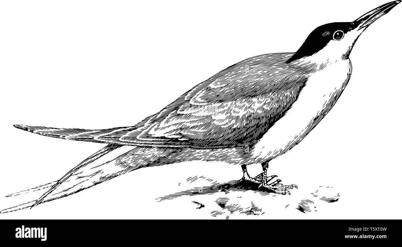Common tern Stock Vector Images - Alamy