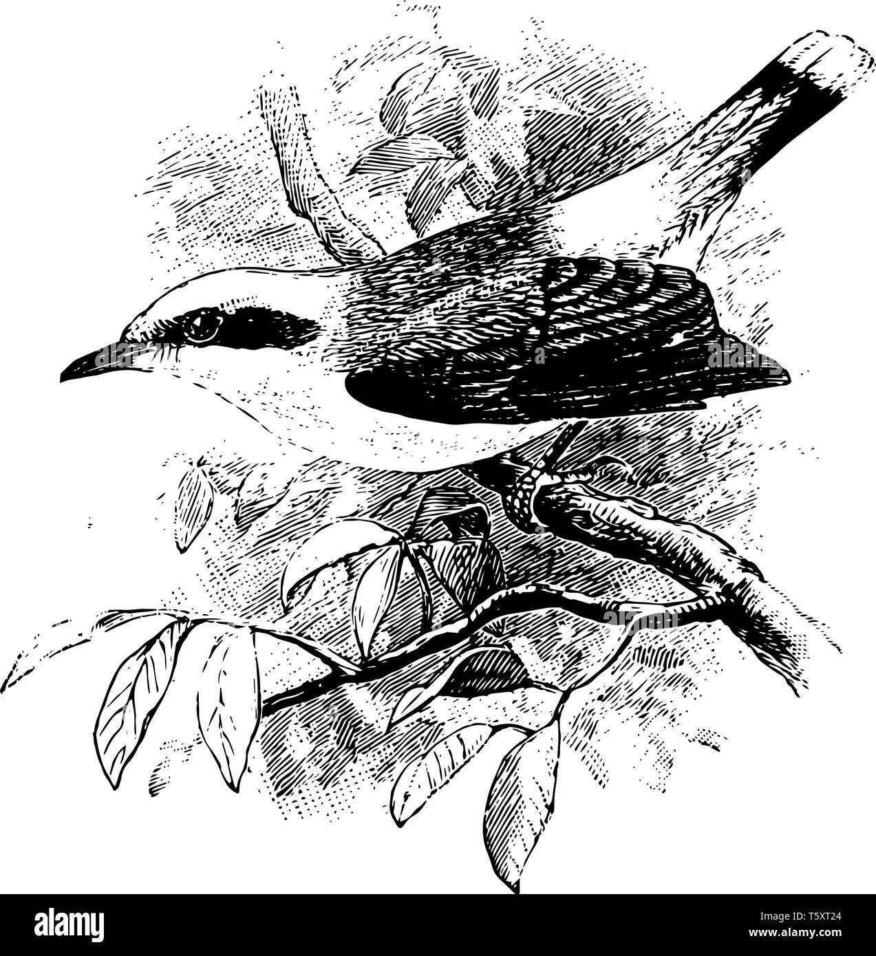 Water Tyrant is a watercap or water tyrant in the Tyrannidae family of ...