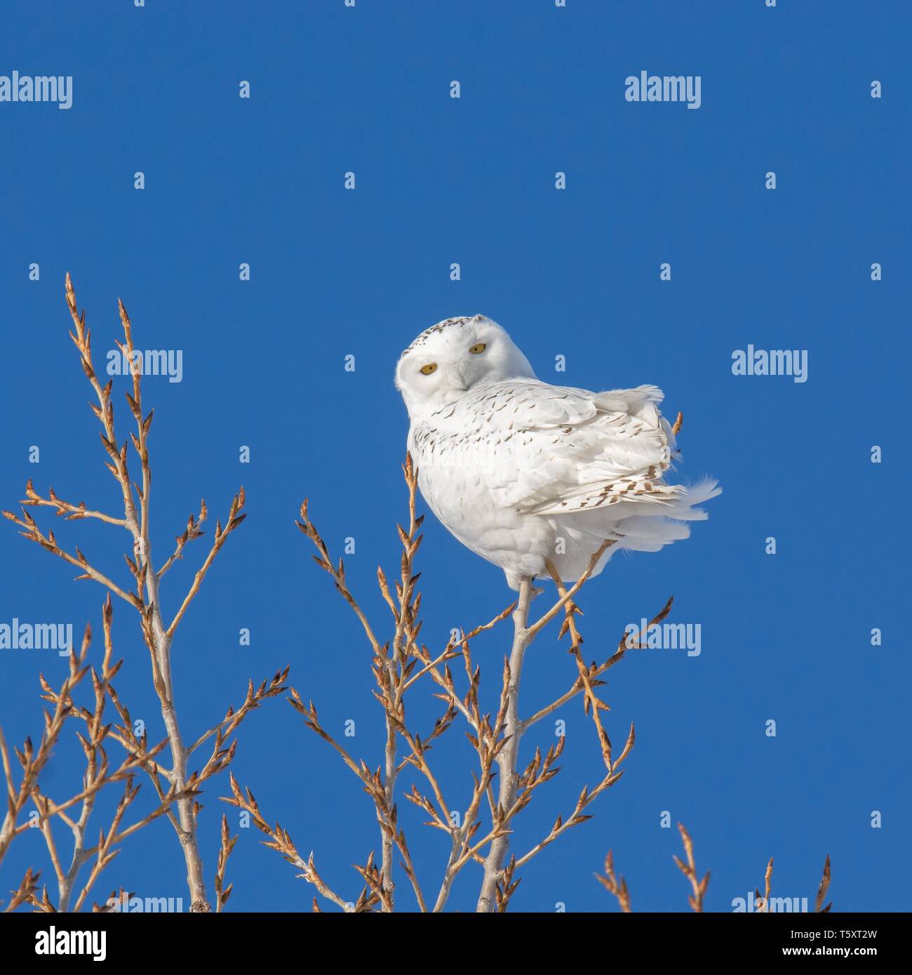 Beautiful white owl hi-res stock photography and images - Alamy