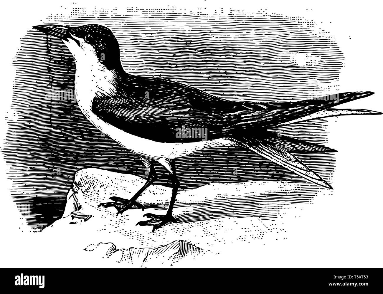 Gull Billed Tern is a bird in the Sternidae family of seabirds, vintage ...