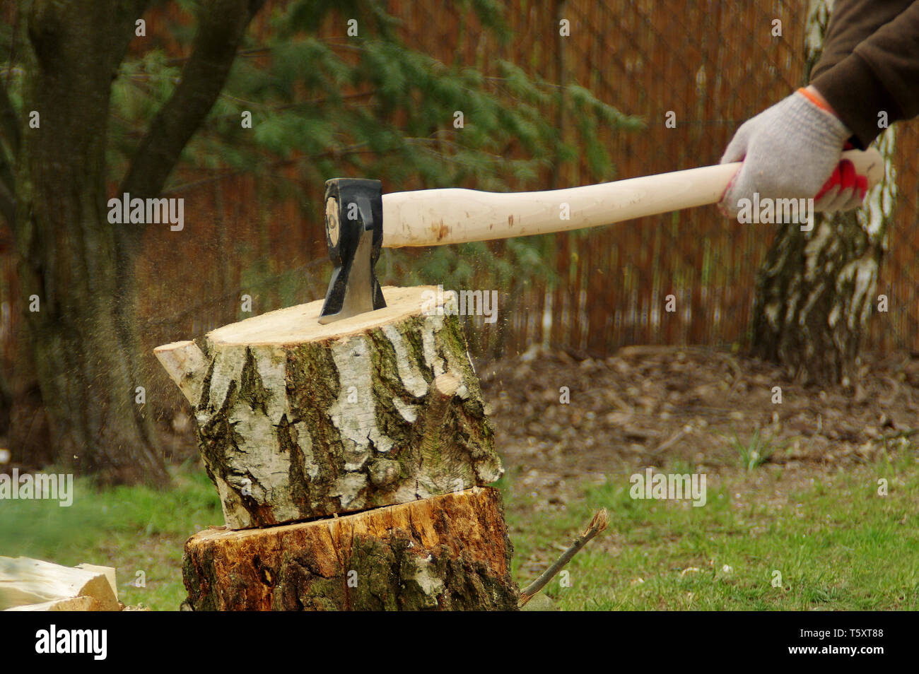 Chopping wood with an ax in his hand. Firewood is getting ready for ...
