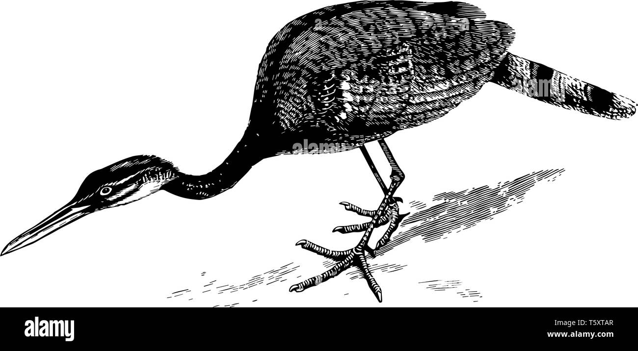 Sun Bittern has a black head, vintage line drawing or engraving ...