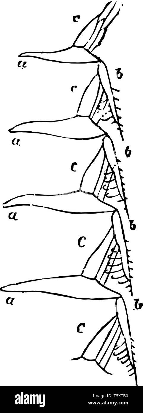 Barbs a sharp projection near the end of an arrow, vintage line drawing ...