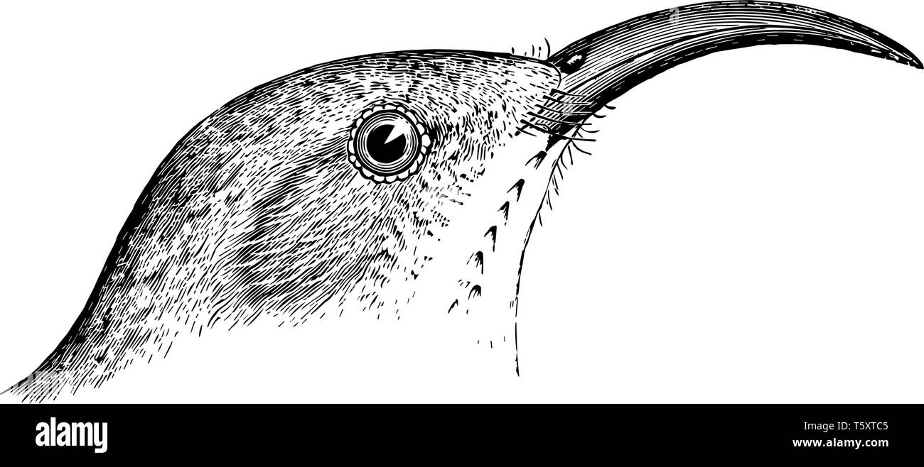 Crissal Thrasher with a faith olive shade the wings and tail purer ...