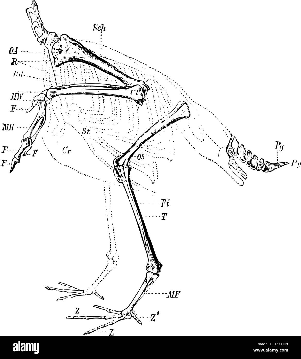 Skeleton bird drawing hi-res stock photography and images - Alamy