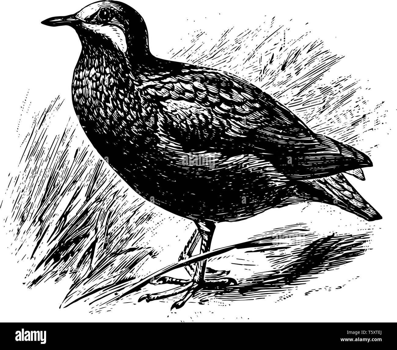 Quail Family Drawing