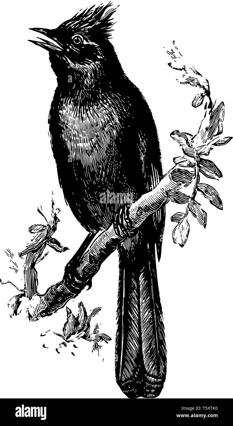 Flysnapper is a bird in the Ptilogonatidae family of silky flycatchers ...