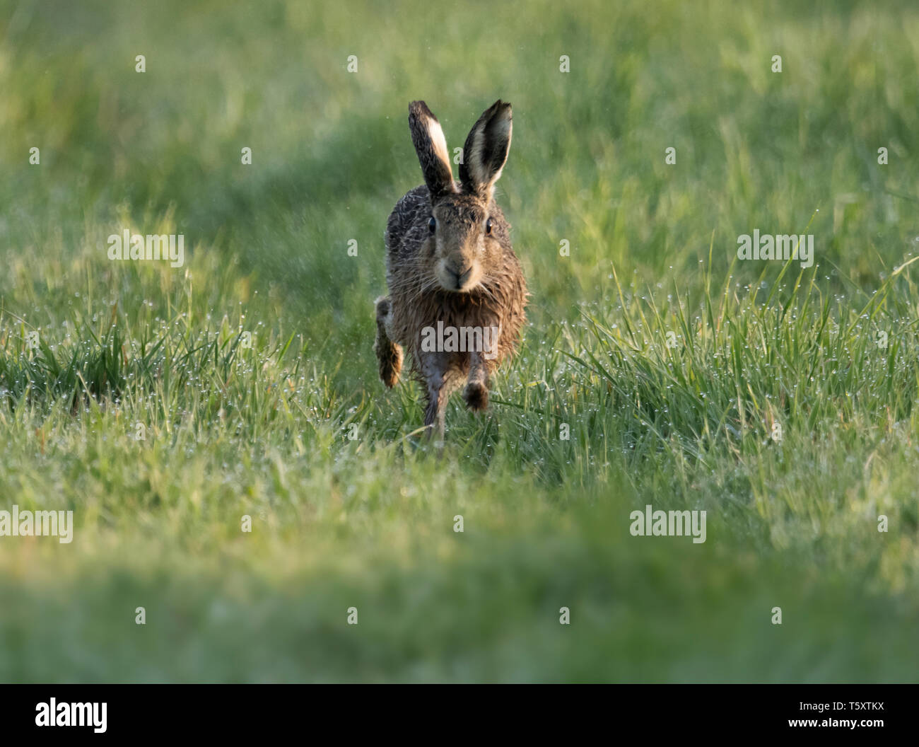 Hare running fast hi-res stock photography and images - Alamy