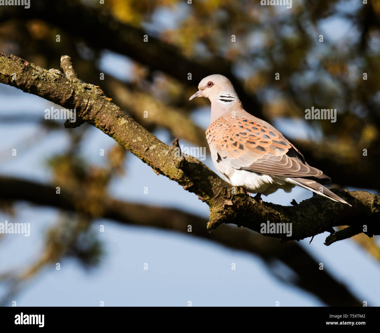 A Turtle Dove (Streptopelia turtur) perched in oak tree, Oxfordshire ...
