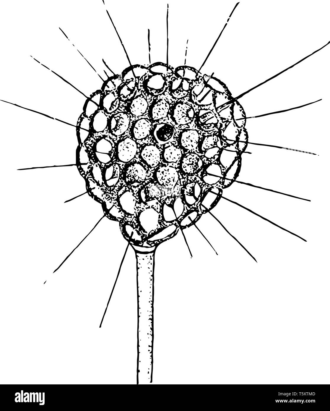 Unicellular life Black and White Stock Photos & Images - Alamy
