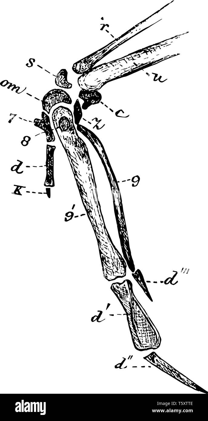 The Wing Bones of a Young Grouse is designed to show the composition of ...