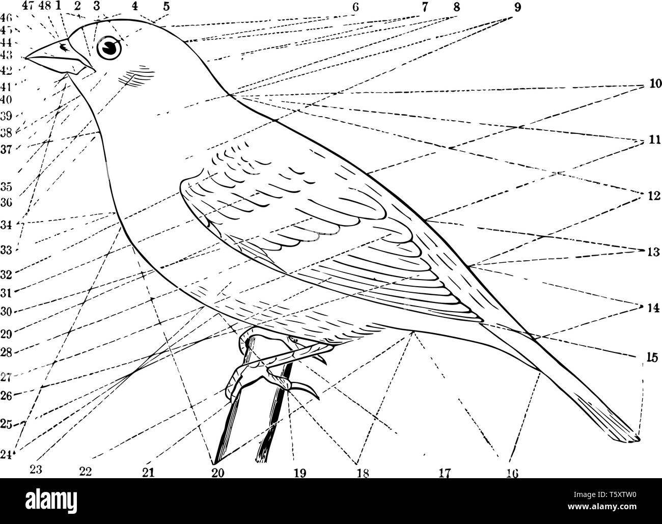 This illustration represents Topography of a Bird, vintage line drawing ...