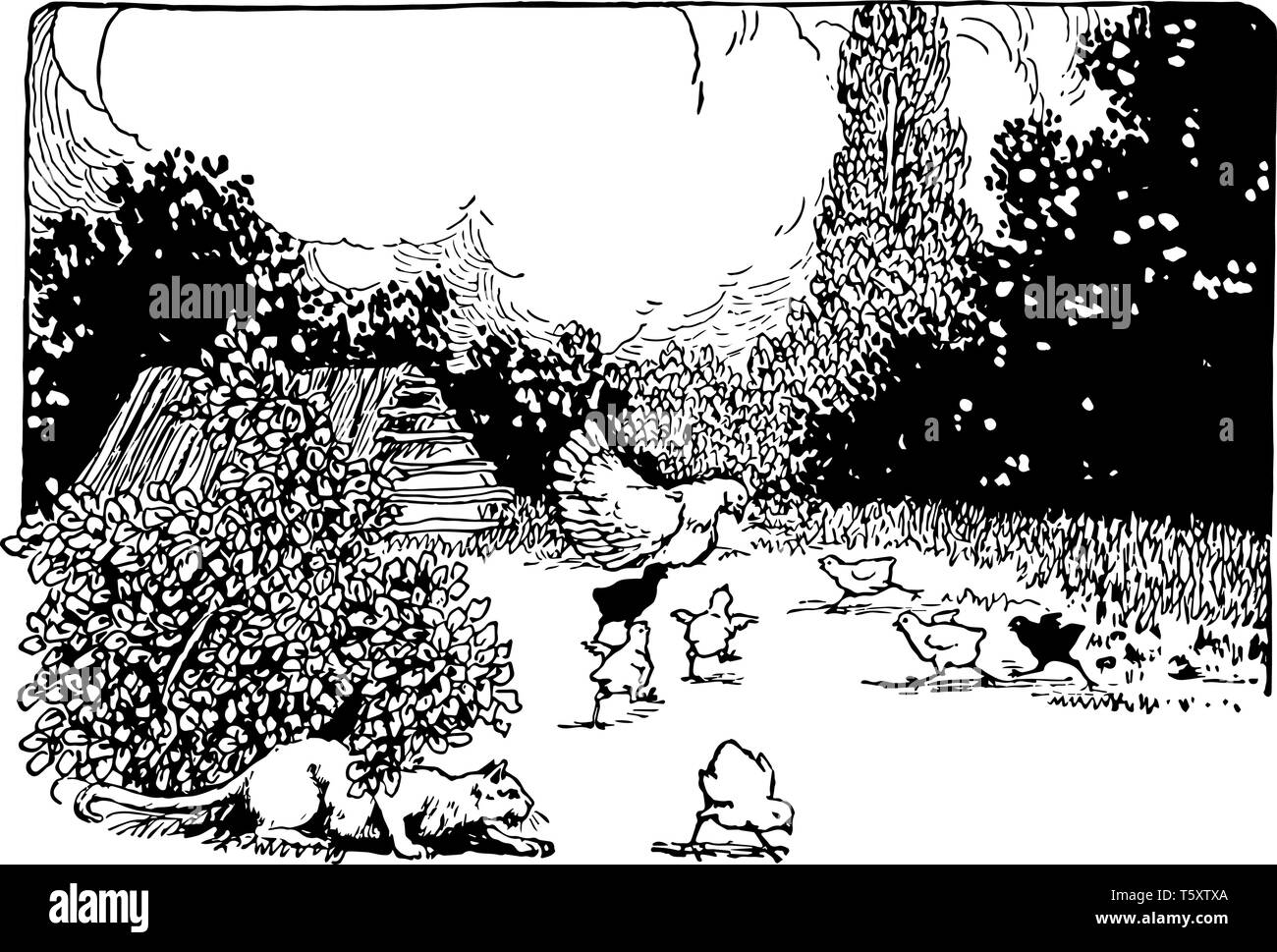 This illustration represents Cat Hunting Chicks, vintage line drawing ...