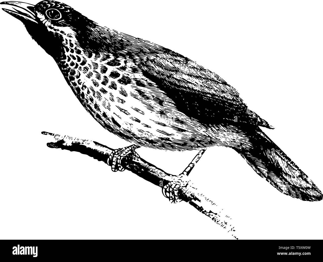 This illustration represents Babbling Thrush, vintage line drawing or ...