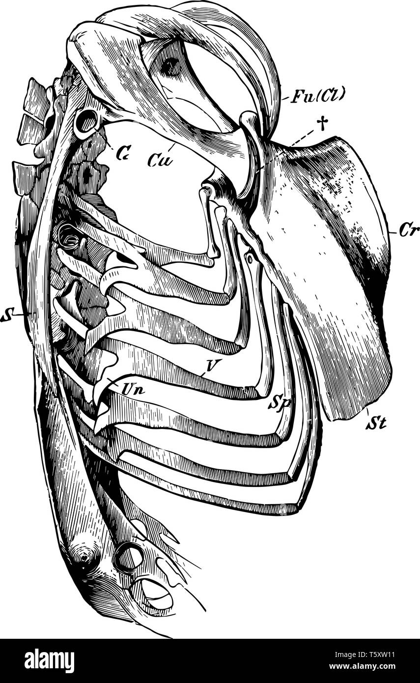 The Skeleton of the Trunk of a Falcon which articulates with the ...