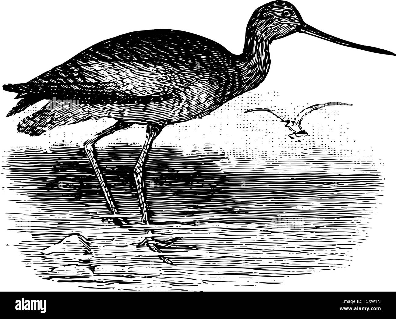 Marbled Godwit is a large shorebird in the Scolopacidae family of ...
