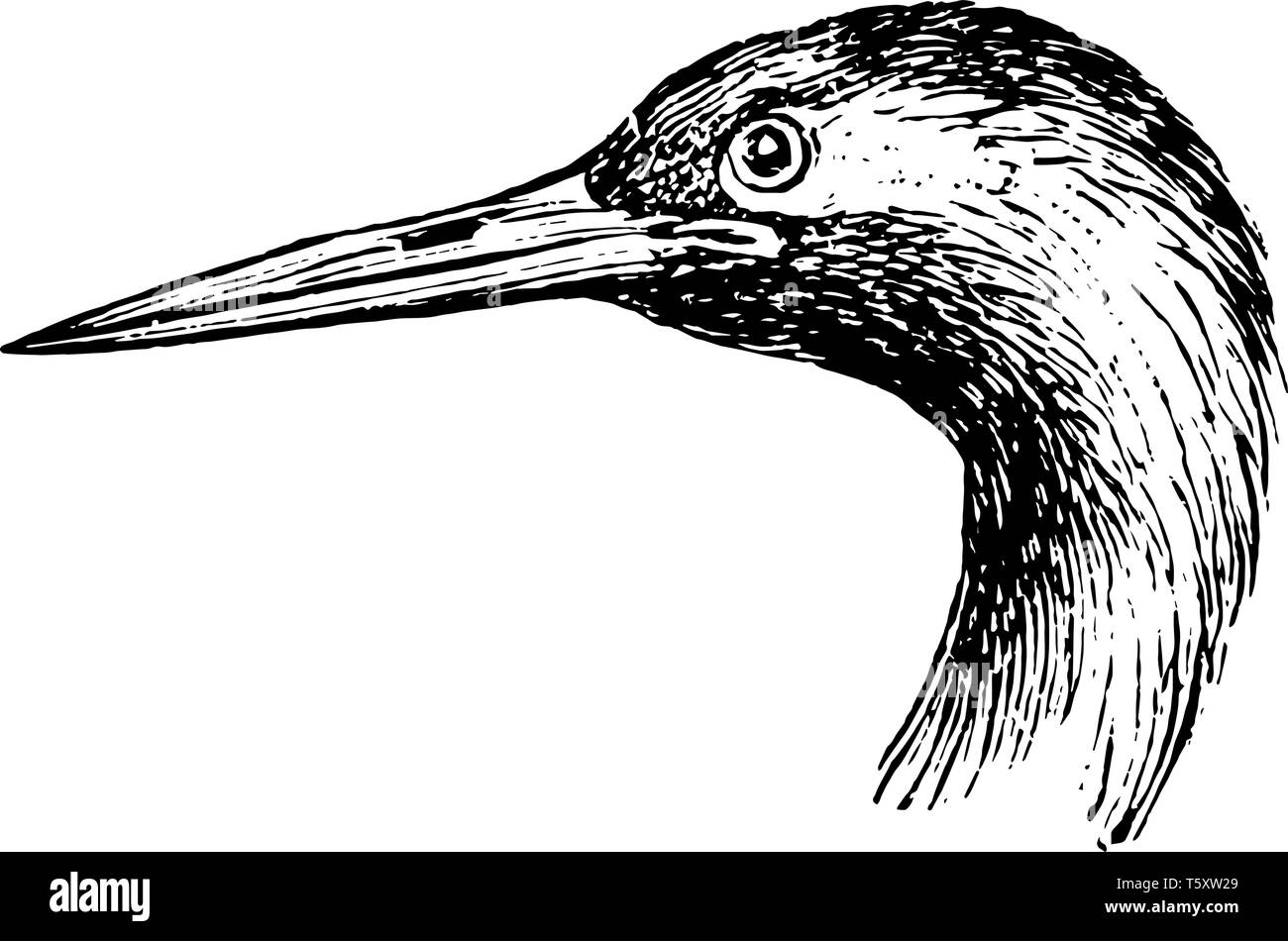 Crane Head and Leg where a bird in the Gruidae family of cranes ...