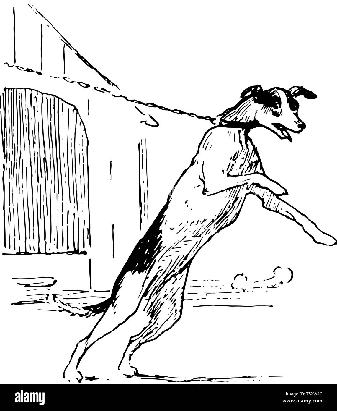 A starving dog pulling his leash angrily, vintage line drawing or ...
