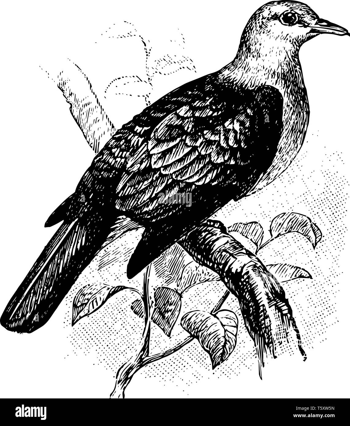 Pigeon illustration drawing engraving line hi-res stock photography and ...