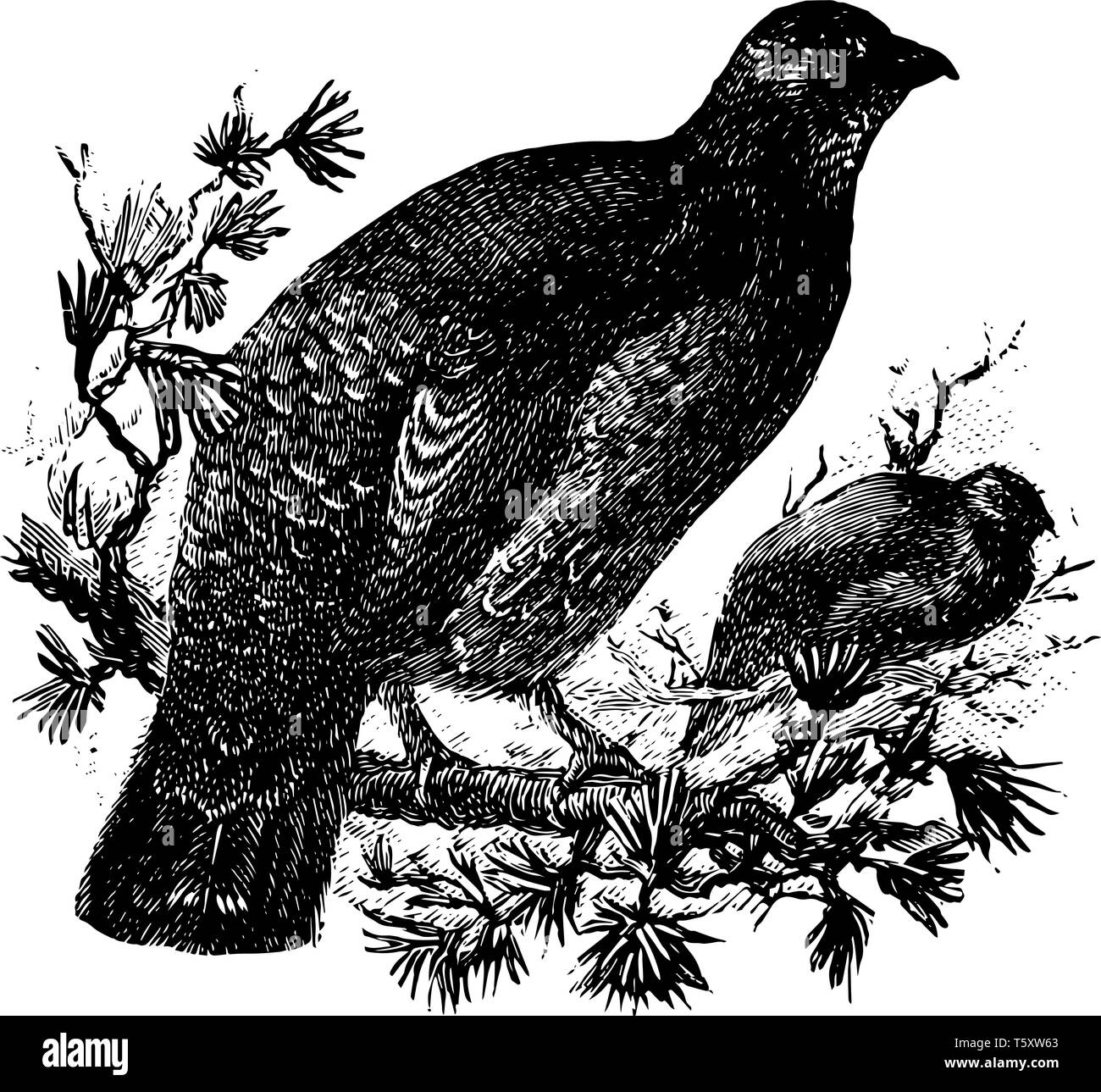 Dusky Grouse is a bird in the Phasianidae family of pheasants and ...