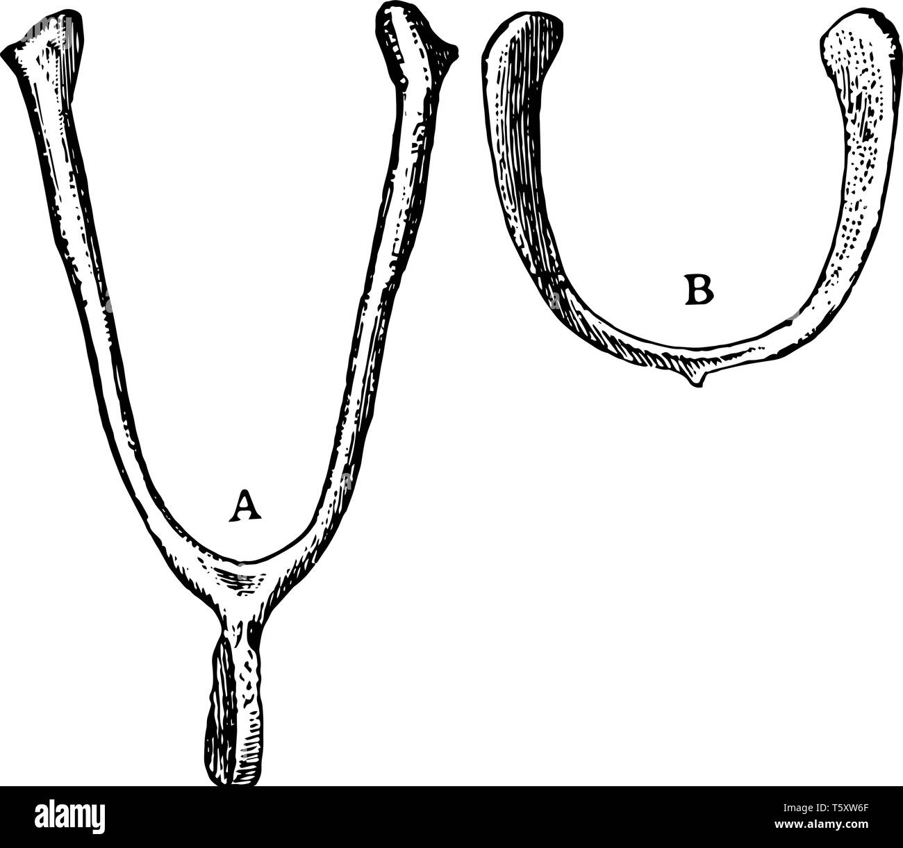 Function of furcula of a Domestic Fowl, vintage line drawing or ...