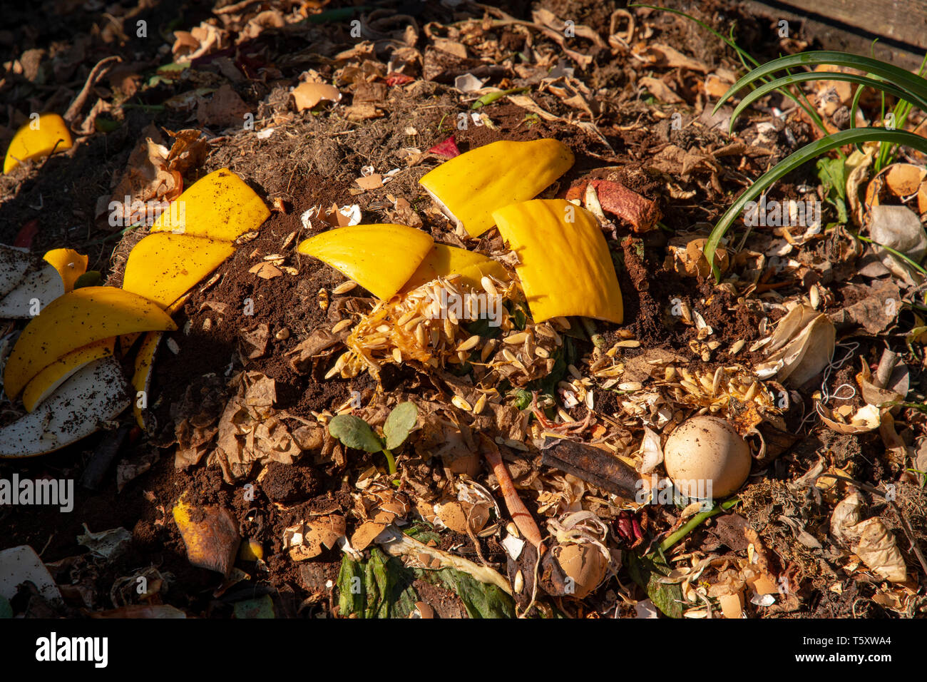 Leftovers of food on the compost heap the raw materials of the future ...