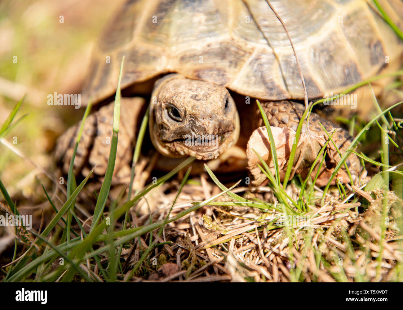 eating tortoise kept in a terrarium with fresh grass looks curiously ...