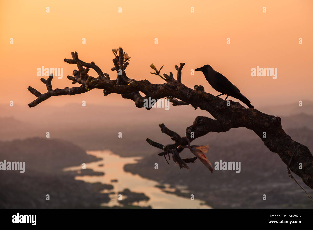 Raven on the tree at Hampi, the centre of the Hindu Vijayanagara Empire ...