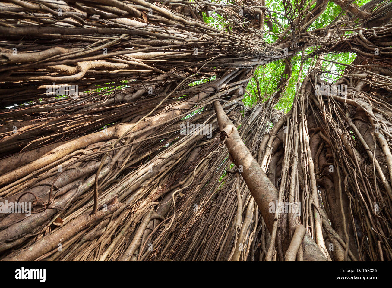 Big banyan or indian ficus tree in Goa in India Stock Photo - Alamy