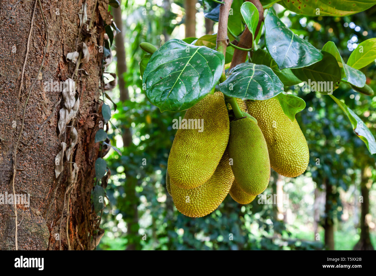Jackfruit tree with big ripe fruits in India Stock Photo - Alamy