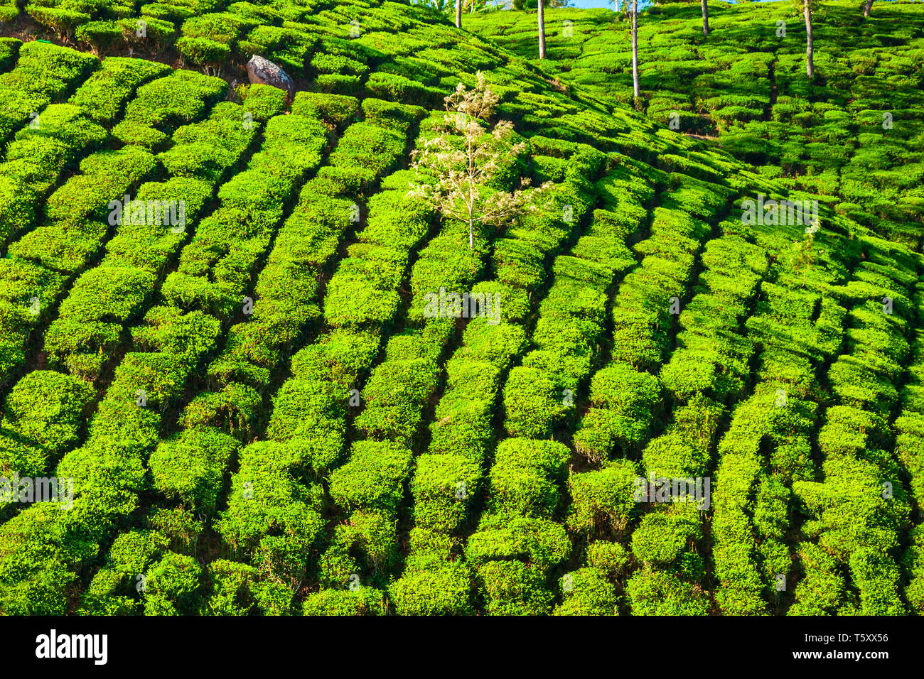 Amazing landscape view of tea plantation nature background Stock Photo ...