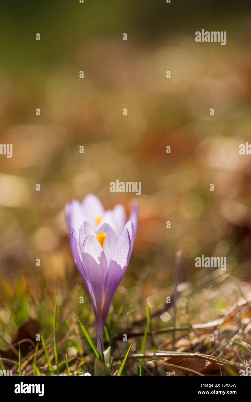 Wild crocus hi-res stock photography and images - Alamy