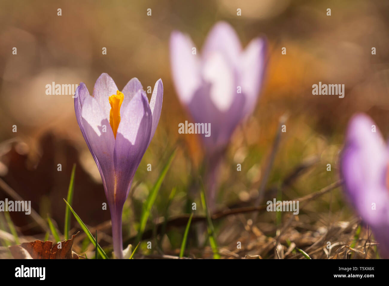 Crocus wild flower hi-res stock photography and images - Alamy