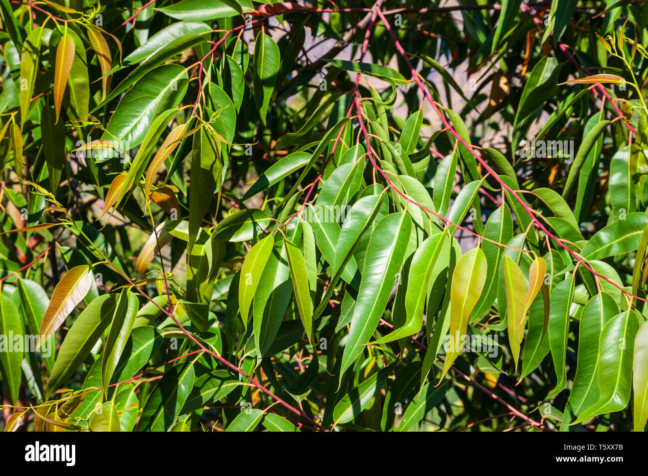 Green leaves of the young eucalyptus tree Stock Photo - Alamy