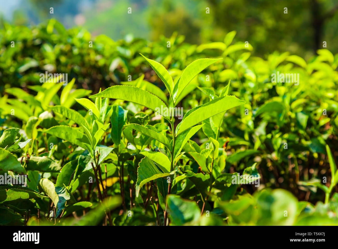 Amazing landscape view of tea plantation nature background Stock Photo ...
