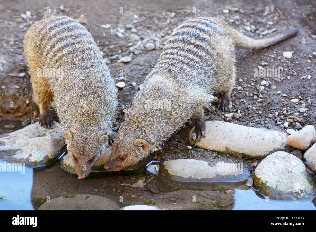 Water mongoose hi-res stock photography and images - Alamy