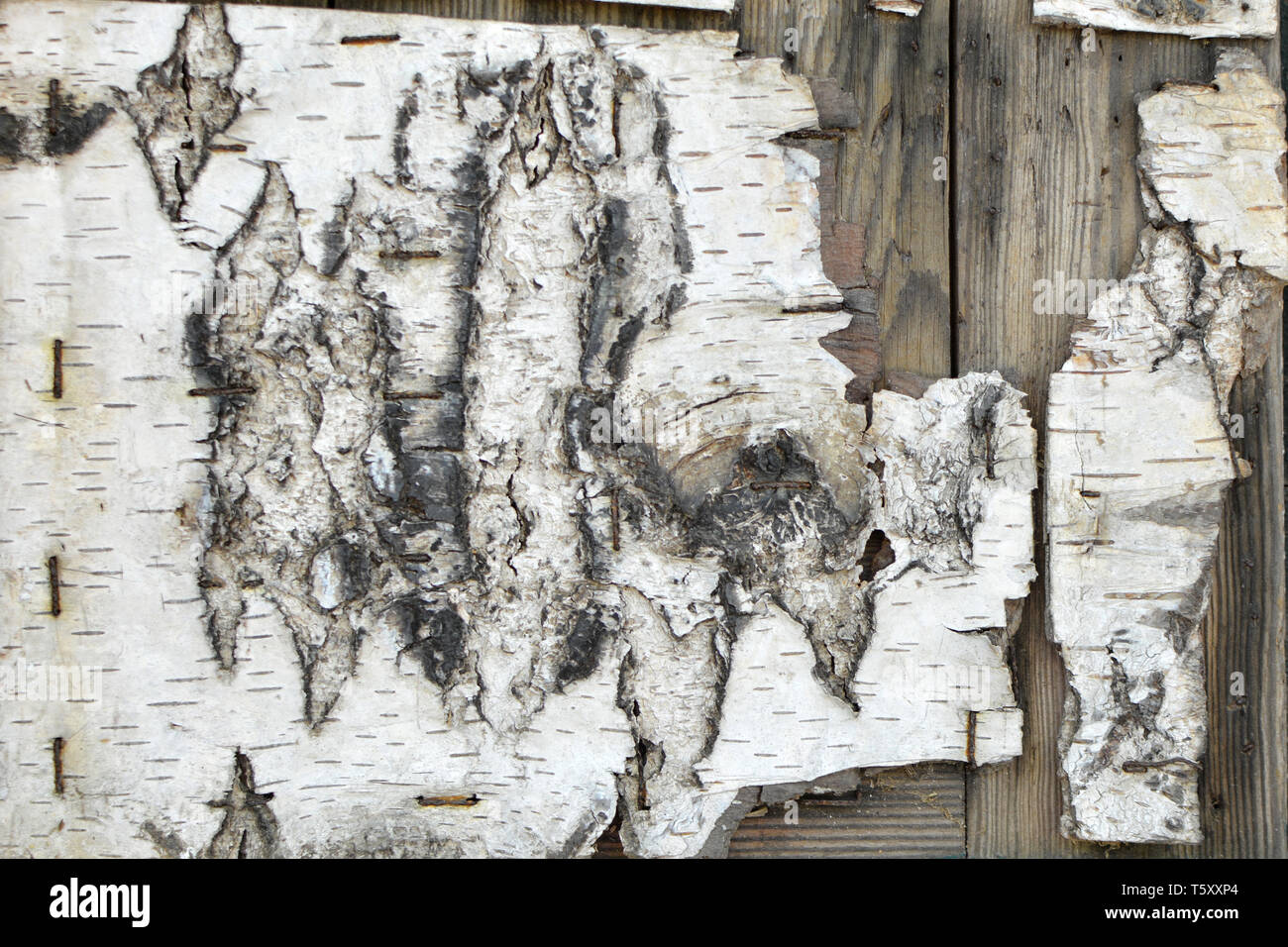 Old chipped white bark texture with staples on brown wooden planks ...