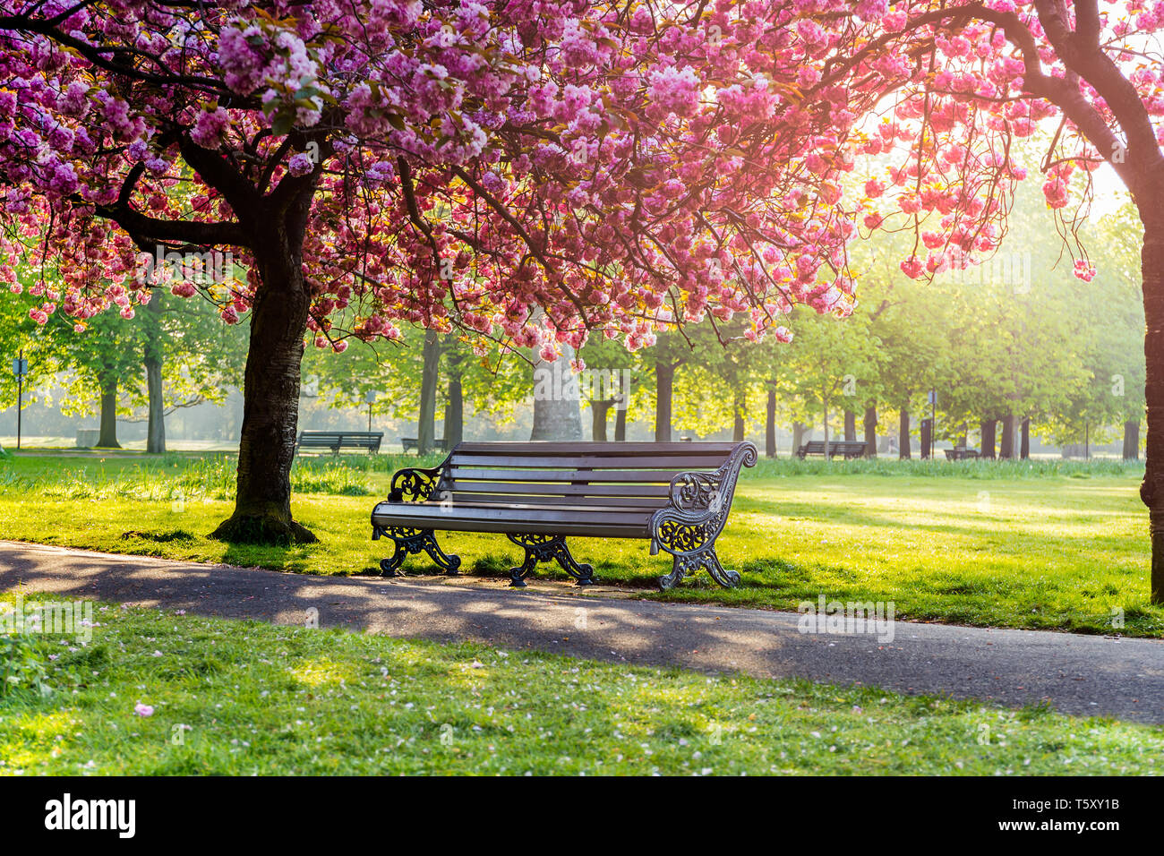 Bench with cherry blossoms hi-res stock photography and images - Alamy