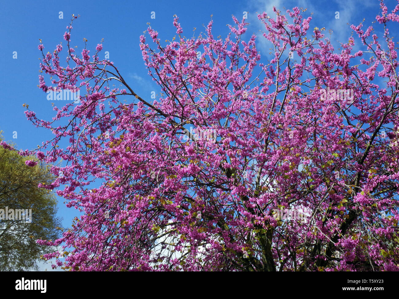 Flowering judas tree hi-res stock photography and images - Alamy