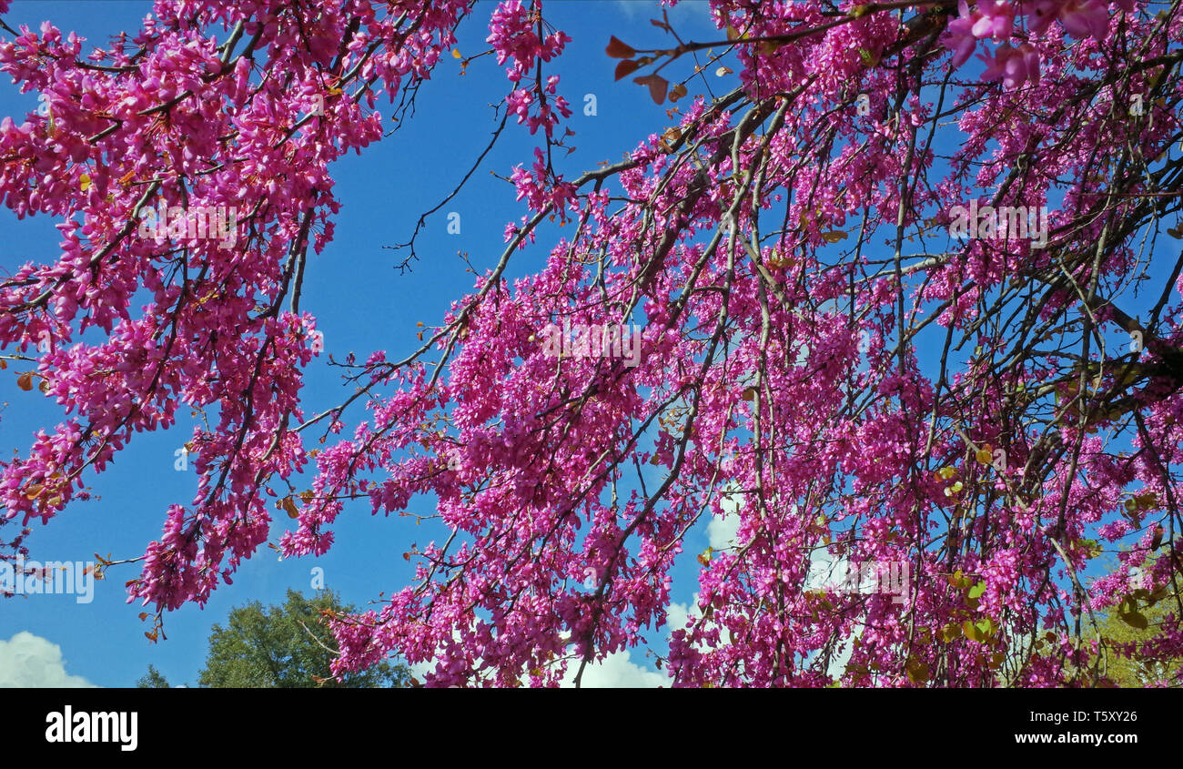 Flowering judas tree hi-res stock photography and images - Alamy