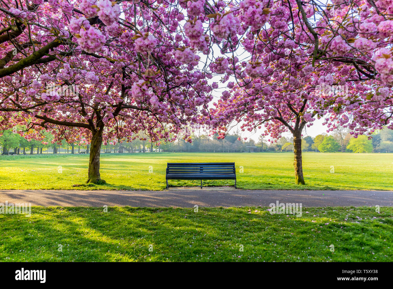 Benches on a path with green grass and cherry blossom or sakura flower ...